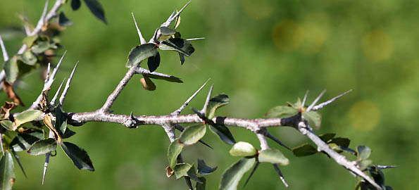 Why Myrrh? – Modern Myrrhbearers