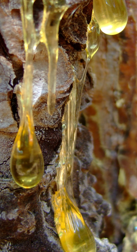 Why Myrrh? – Modern Myrrhbearers